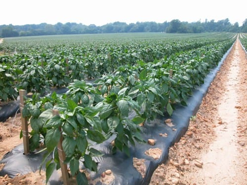 Stake Your Tomato and Pepper Plants for Maximum Yields - Growing Magazine