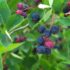 Guide to Juneberries - Growing Magazine
