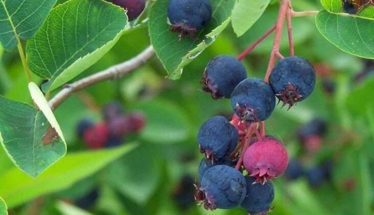 Guide to Juneberries - Growing Magazine