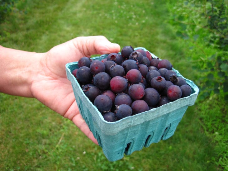 Guide to Juneberries - Growing Magazine