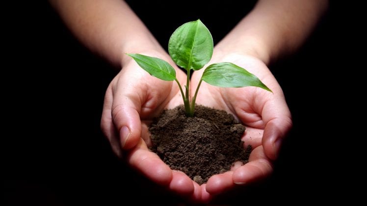 Organic Plant Breeding - 2020 Guide - Growing Magazine