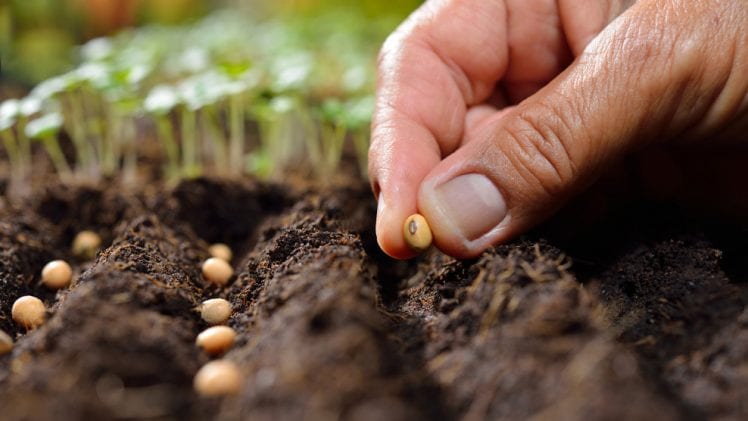 Choosing the Best Seed For Your Farm in 2024 - Growing Magazine