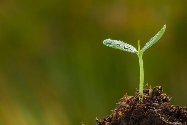 Saplings: Care for Young Trees - 2024 Guide - Growing Magazine