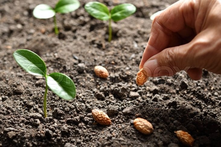 Choosing the Best Seed For Your Farm in 2024 - Growing Magazine