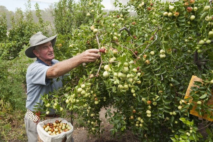 Finding a New Orchard Crop - 2024 Guide - Growing Magazine