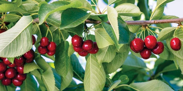 Finding a New Orchard Crop - 2024 Guide - Growing Magazine