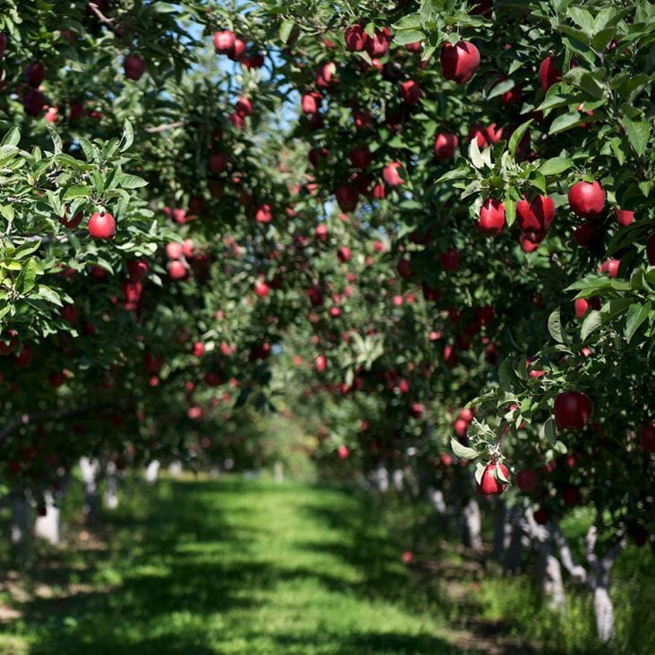 Small is Just as Big - 2024 Guide - Growing Magazine