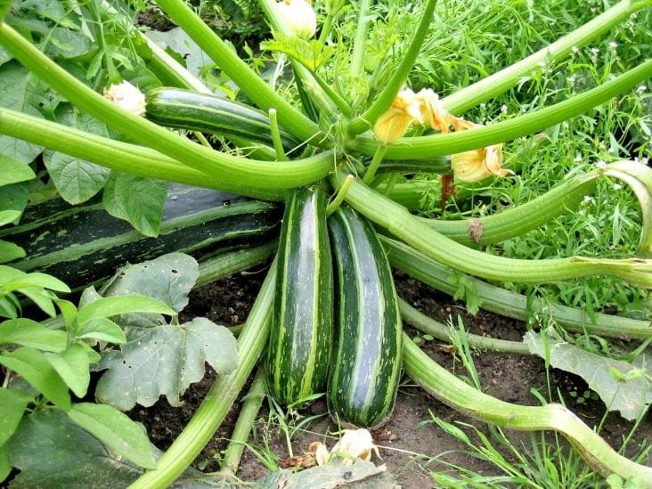 Crop Focus: Successful Squash - 2024 Guide - Growing Magazine