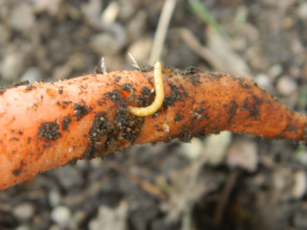 Insect-Infested Carrots - Growing Magazine