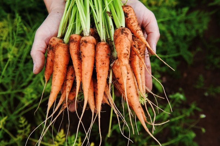 Getting to the Root of Good Carrot Production - Growing Magazine