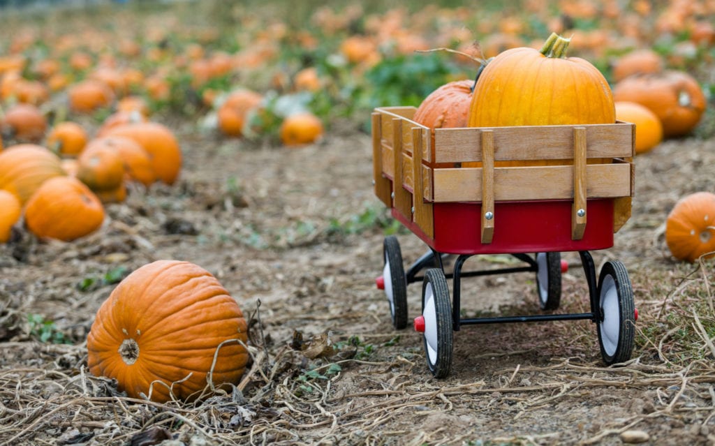 What is Wrong with My Pumpkin Patch? - Growing Magazine