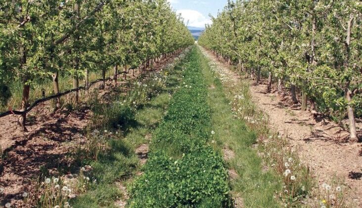 Weeds in Apple Orchards - Growing Magazine