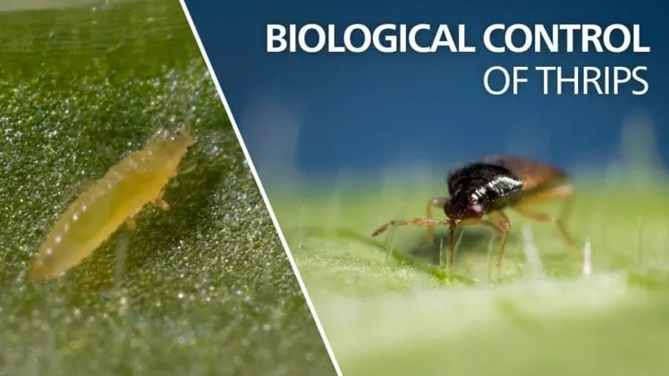 Thrips, Aphids and Spider Mites…Oh My! - Growing Magazine