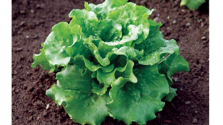 Controlling Weeds in Lettuce - Growing Magazine