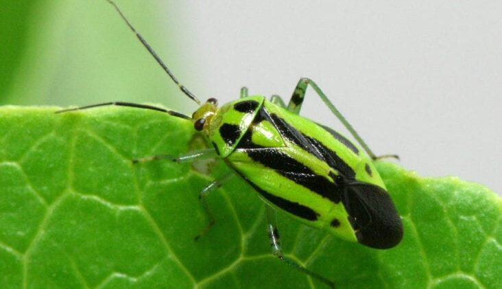 How to Control Insects in Lettuce - Growing Magazine