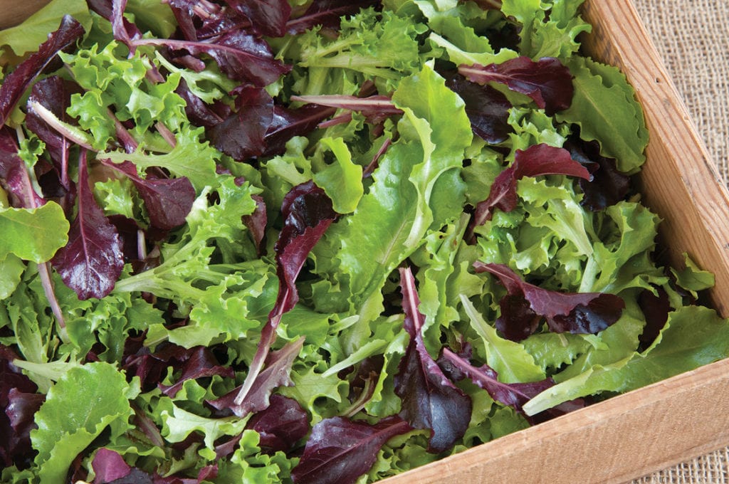 Controlling Weeds in Lettuce - Growing Magazine