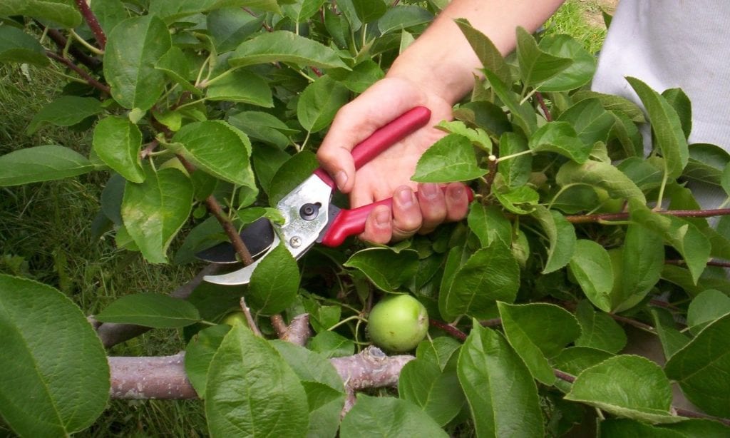 Making the Cut: Summer Pruning - Growing Magazine