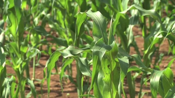 Sweet Corn Weeds - Growing Magazine