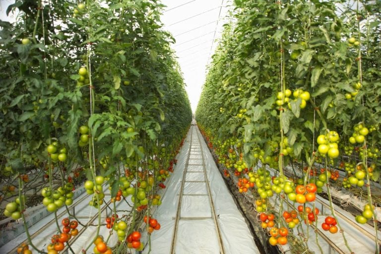 Sweet Tomato Alabama: Aplin Farms - Growing Magazine