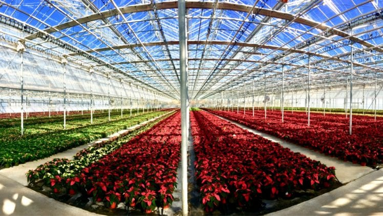 Greenhouse Crops for the Off-Season - Growing Magazine