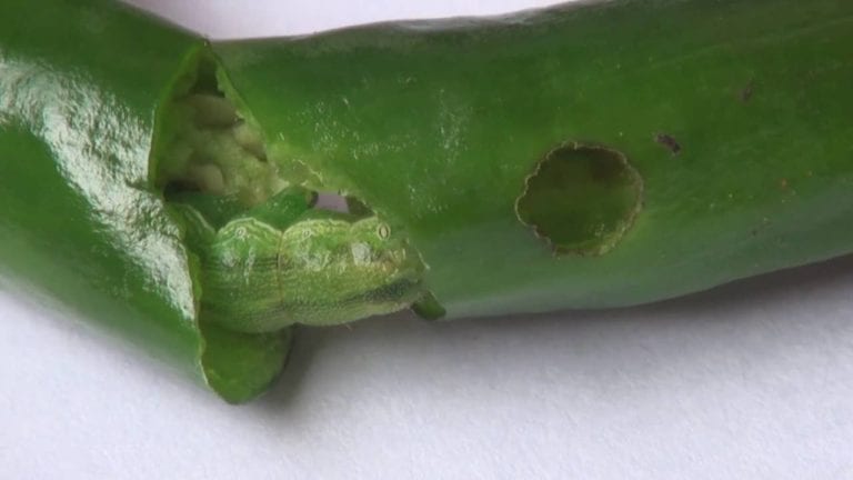 3 Pepper Insects to Watch Out For - Growing Magazine