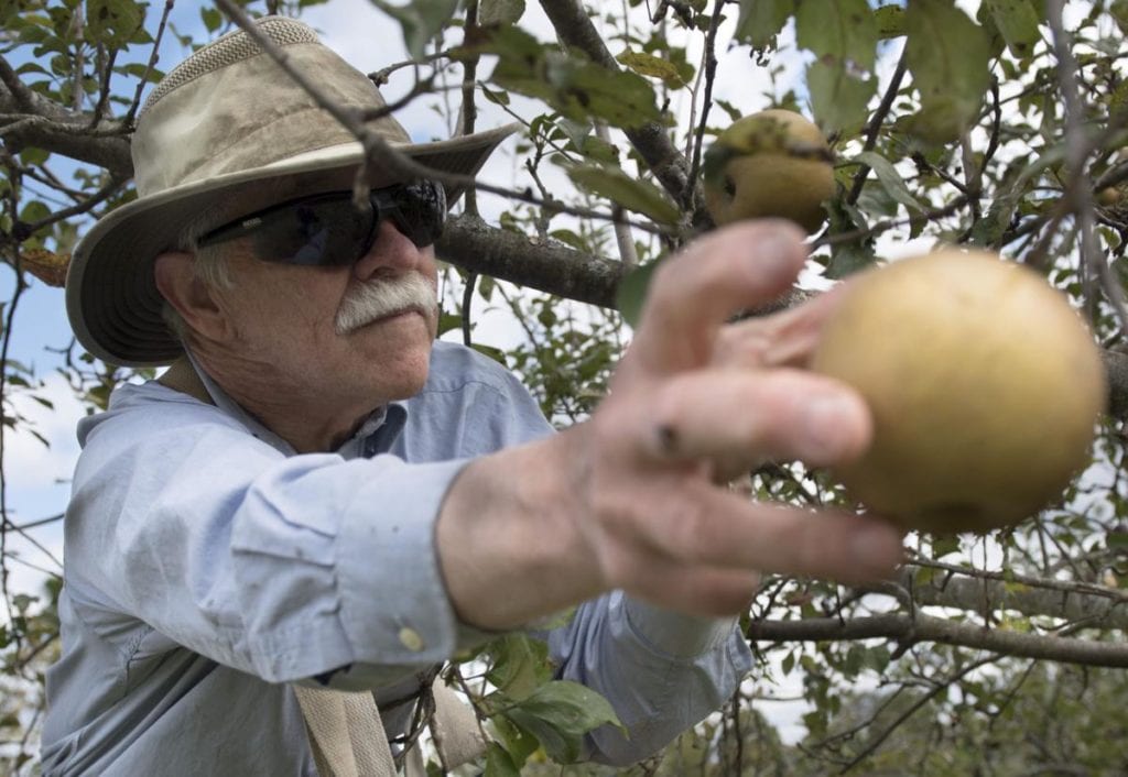 Orchard Management: When is the Perfect Time to Harvest? - Growing Magazine