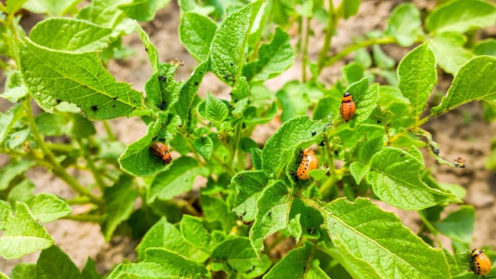 Insect Pest Directory - Growing Magazine