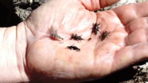 Guide to Strawberry Insects, News, Pictures - Growing Magazine