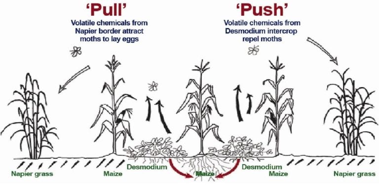 Guide to the Push-Pull Method - Growing Magazine