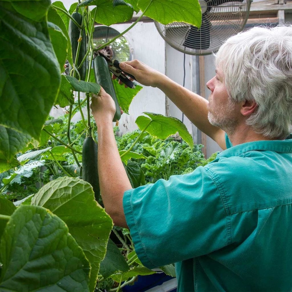 Cucumber Growing 101 - Growing Magazine