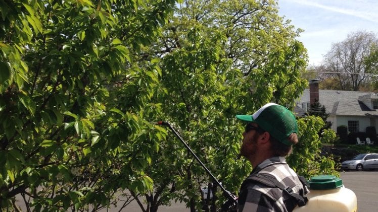 Building Tree Fruit Fertility: How and Why - Growing Magazine