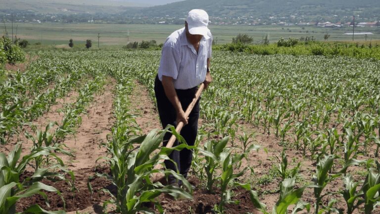 Managing Weeds in Corn - Growing Magazine