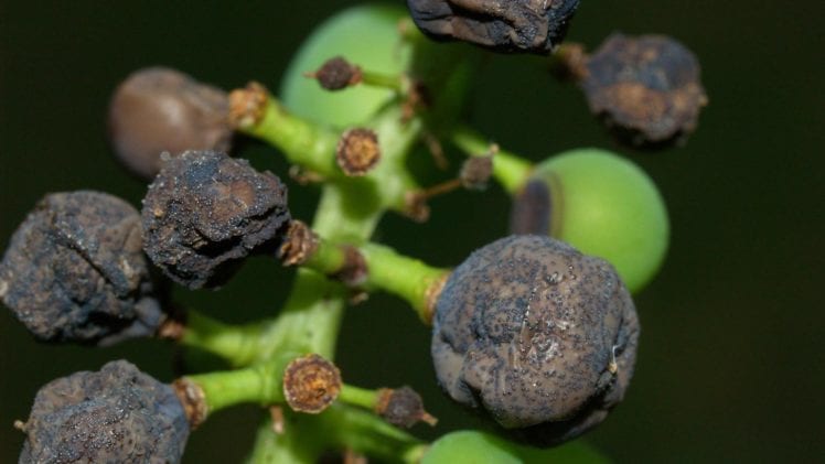 Controlling Black Rot Disease - Growing Magazine