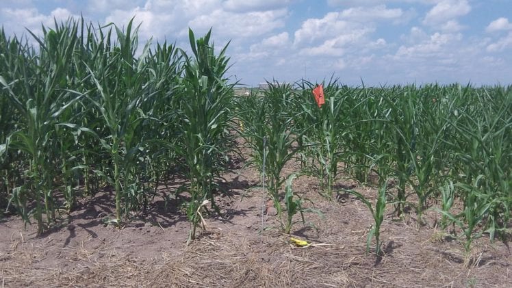 Managing Weeds in Corn - Growing Magazine