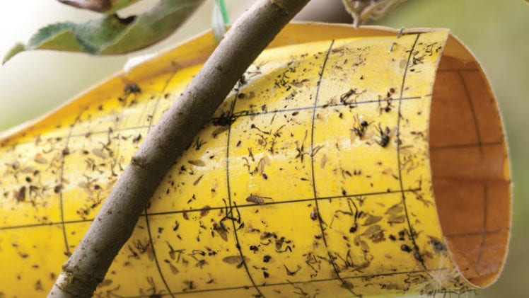 Tips for Dealing with Pests in the Orchard - Growing Magazine