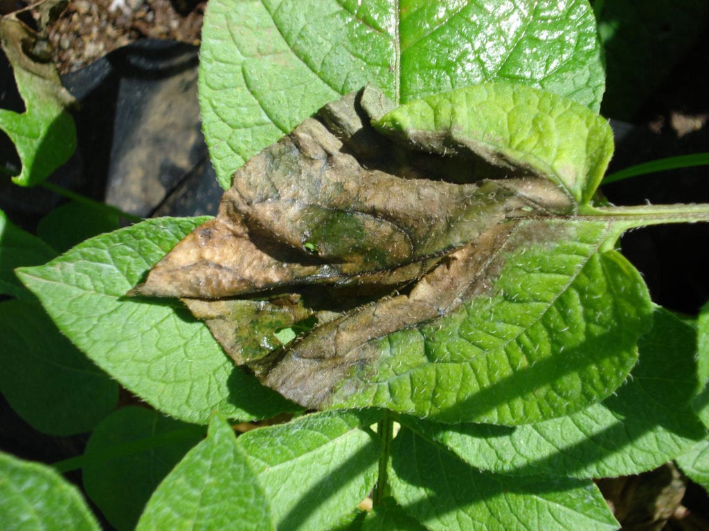 Blight Disease: Symptoms and Prevention - Growing Magazine