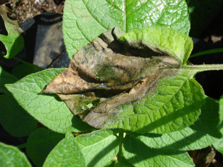 Blight Disease: Symptoms and Prevention - Growing Magazine
