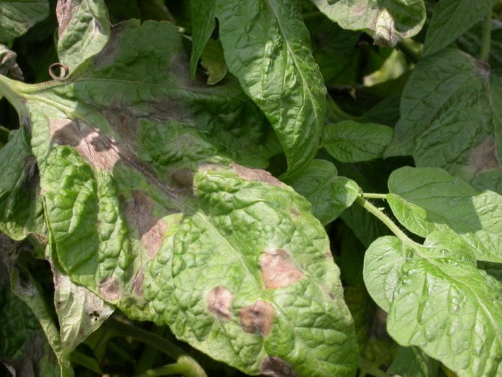 Blight Disease: Symptoms and Prevention - Growing Magazine