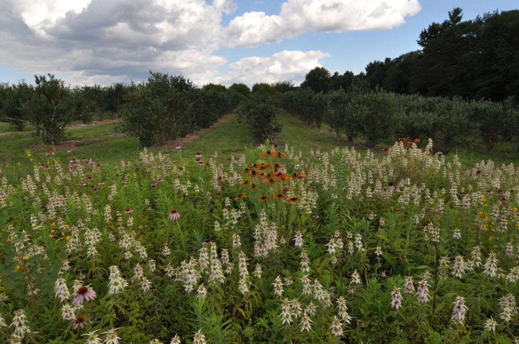 Creating A Permanent Habitat For Pollinators