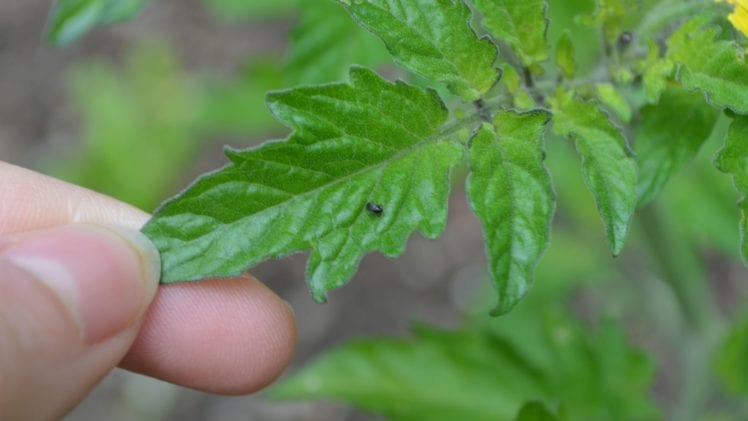 3 Tomato Insects to Watch Out For - Growing Magazine