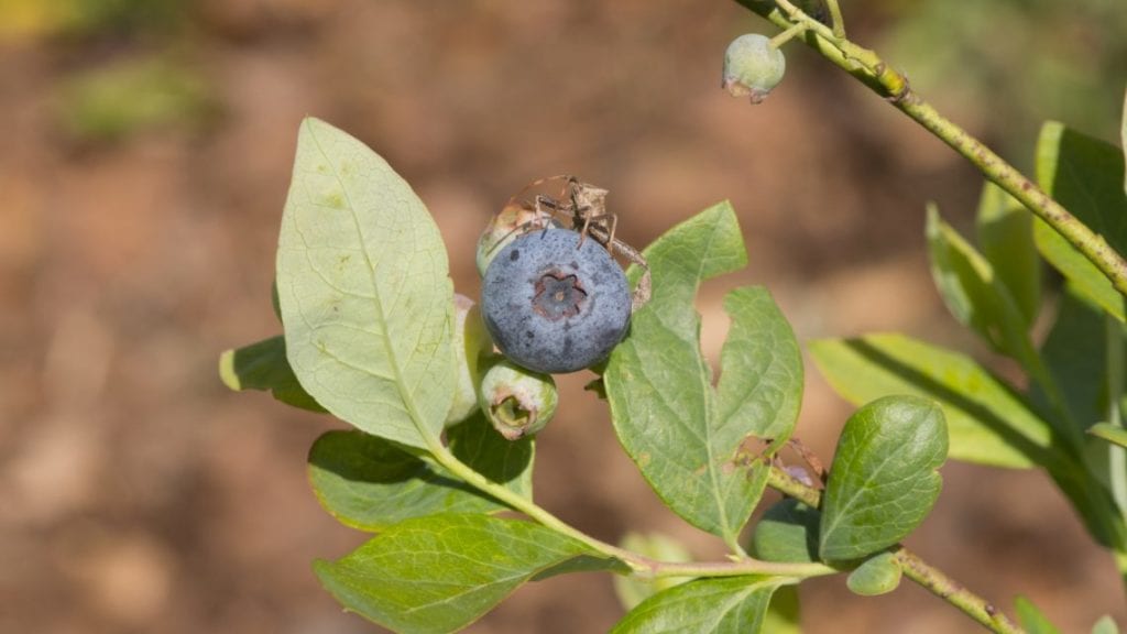 Watch Out for These 10 Strawberry and Blueberry Pests