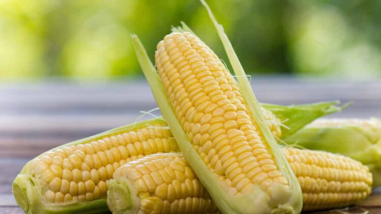 Sweet Corn Around The World - Growing Magazine