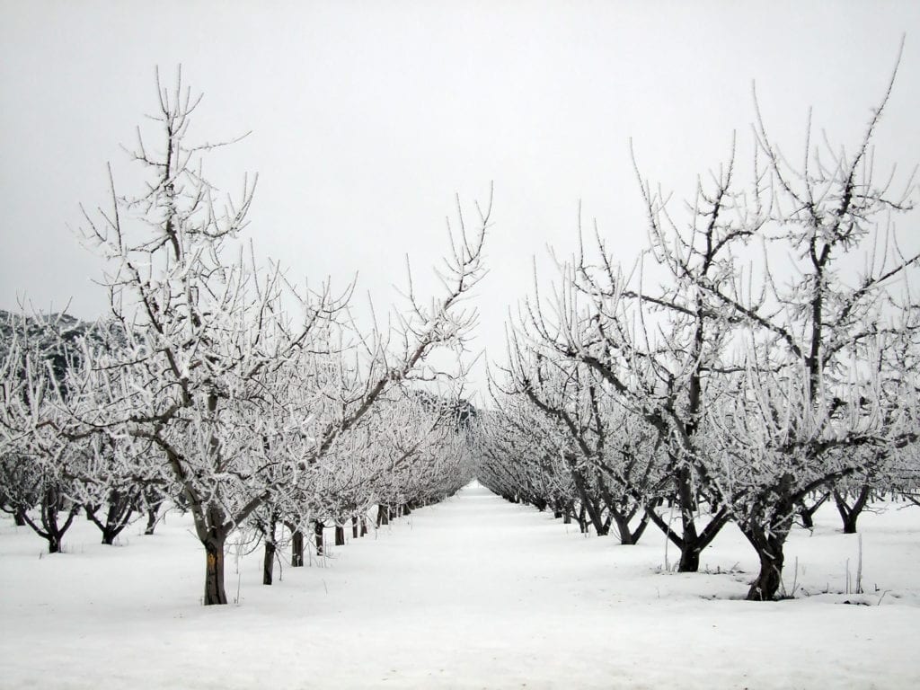 Getting the Orchard Winter-Ready - Growing Magazine