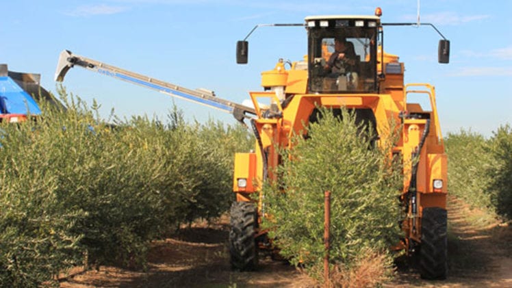 The Evolution of Olive Harvesting - Growing Magazine