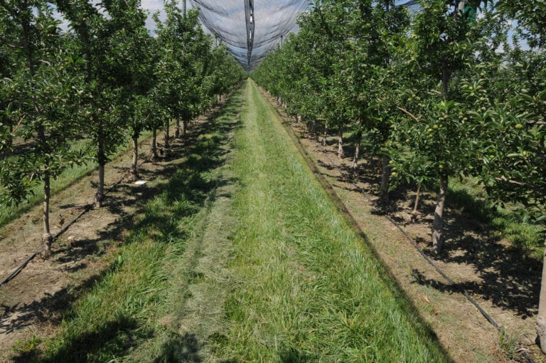 Orchard Management - Growing Magazine