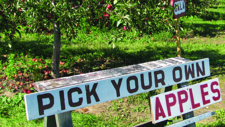 Are U-Pick Farms Worth it? - Growing Magazine