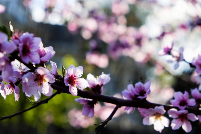 Taking Care of a Red Haven Peach Tree - Growing Magazine