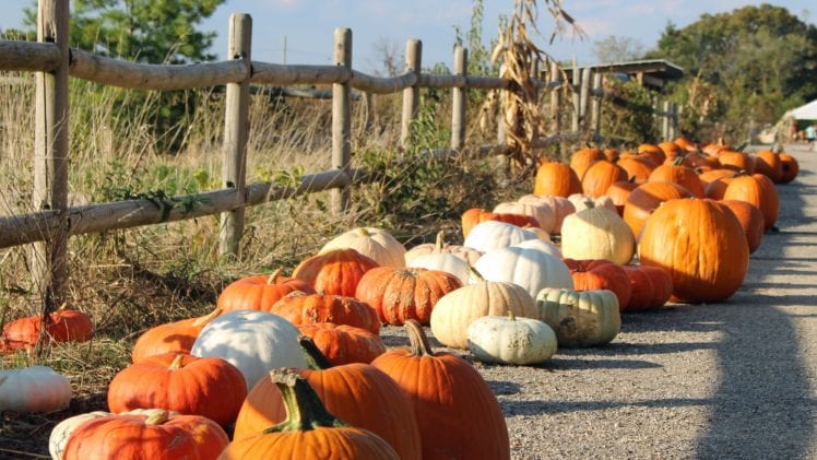 Different sorts of winter squash and pumpkins - Growing Magazine