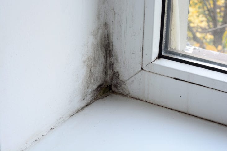 The Importance Of Asbestos And Mold Removal - Growing Magazine