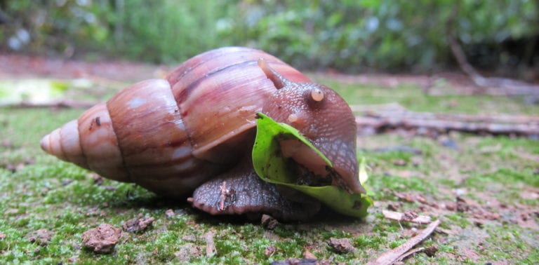 Are the Giant African Land Snails Finally Gone from Florida? - Growing ...